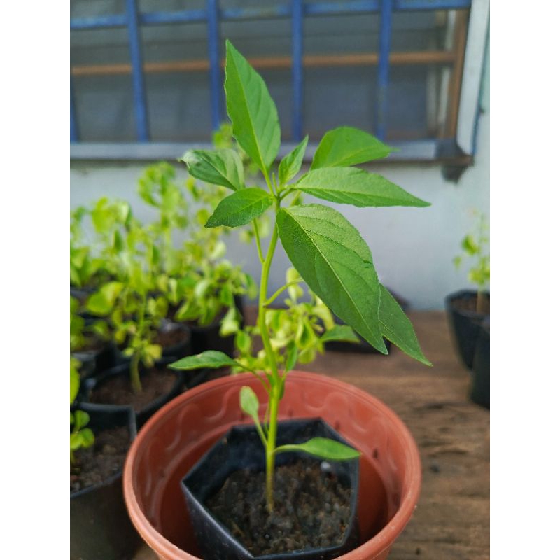 ANAK POKOK CILI API DALAM POLIBEG | Shopee Malaysia
