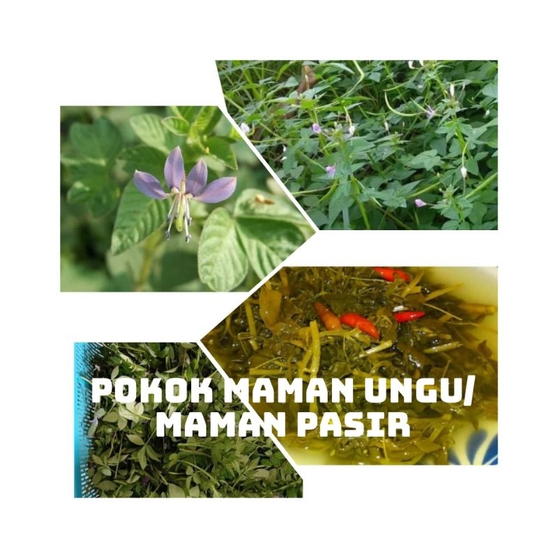 Pokok Maman Pasir/Maman Ungu🍇 | Shopee Malaysia