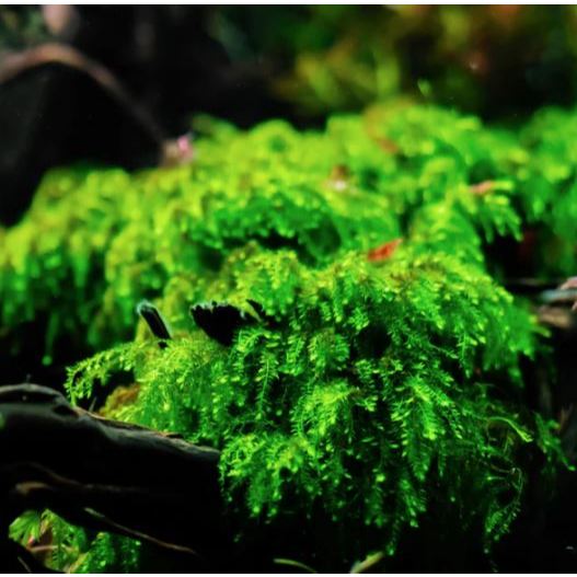 Weeping MOSS, aquascape moss, paludarium,terrarium, vivarium LOWTECH ...