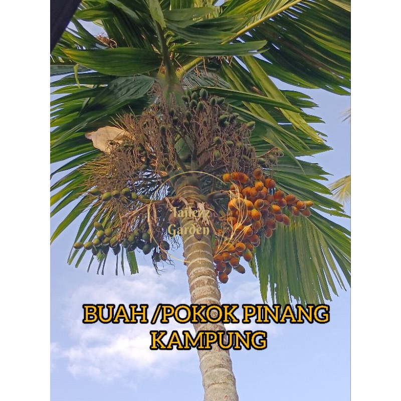 [ORGANIC] BUAH PINANG MUDA/ TUA SIAP KOPEK BETEL ASLI DARI POKOK/ANAK ...