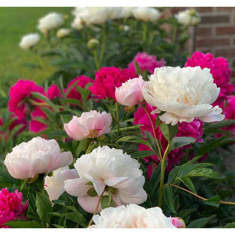 1 pack biji benih Bunga Peony mix ( 8 ~15 seeds ) | Shopee Malaysia