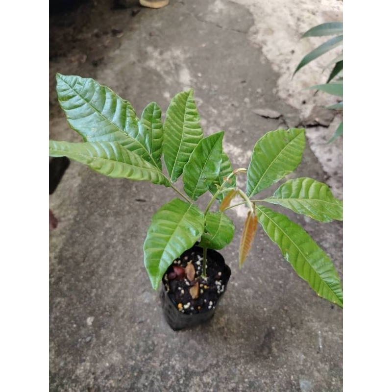 Anak Pokok Matoa Buah Merah | Shopee Malaysia