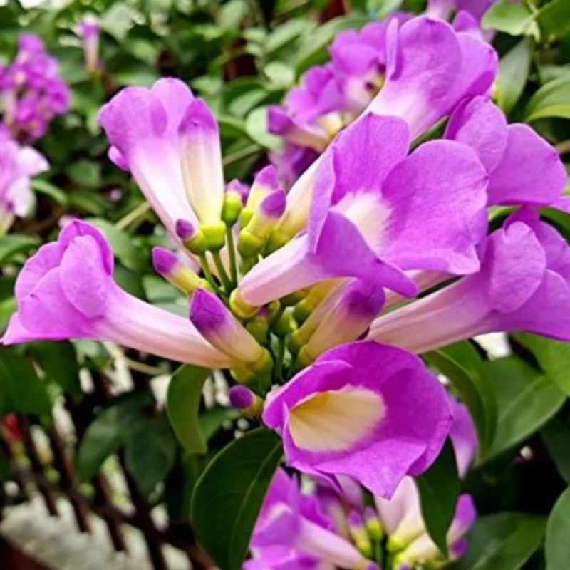 Pokok Bunga Garlic Vine ungu ( pokok dalam polybag ) | Shopee Malaysia