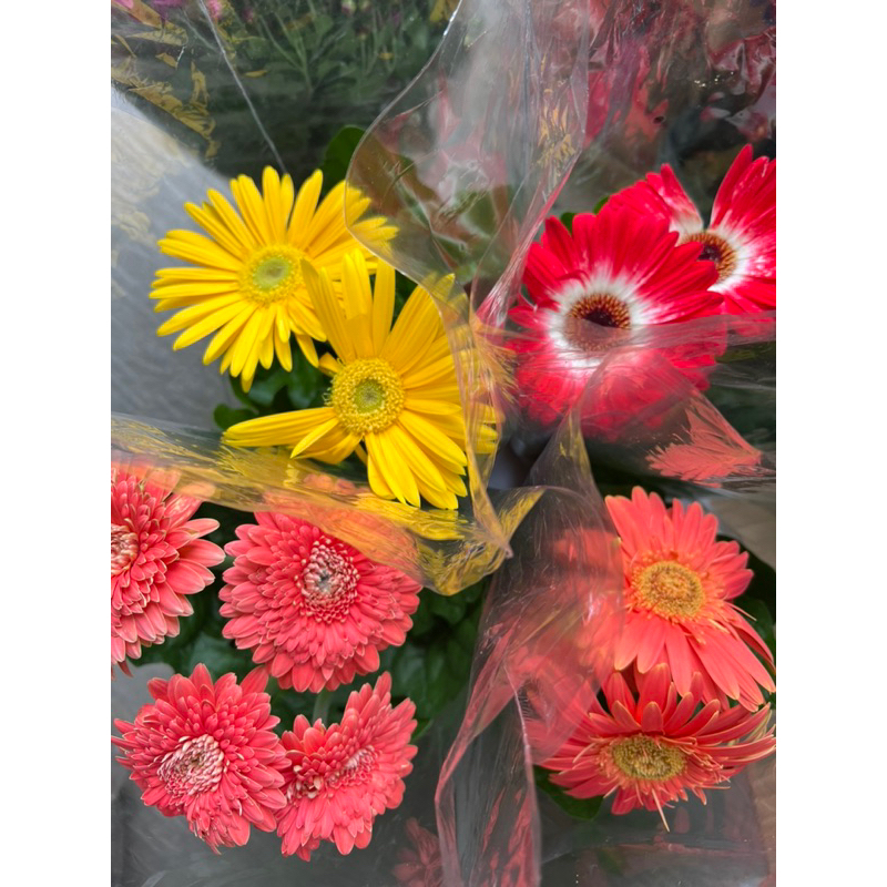 Pokok Daisy berwarna-warni / Pokok Hidup | Shopee Malaysia