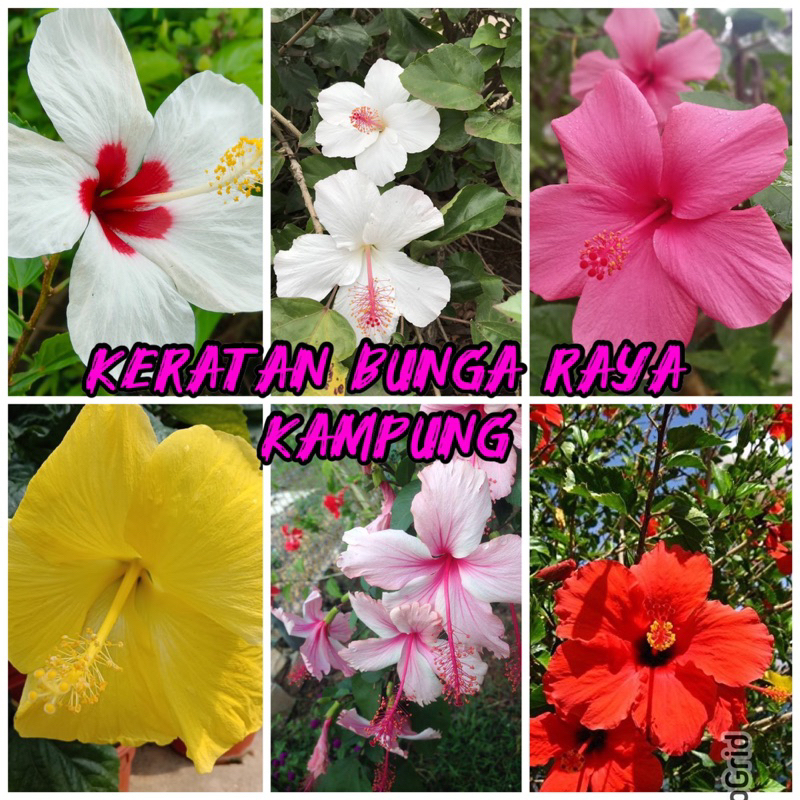 Keratan Bunga Raya Kampung / 1 cutting | Shopee Malaysia