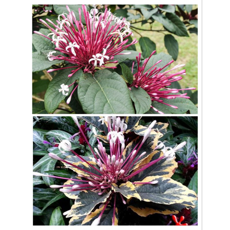 KKB Begawak Morado, Bagawak Morado, Starburst Bush, Shooting Star ...