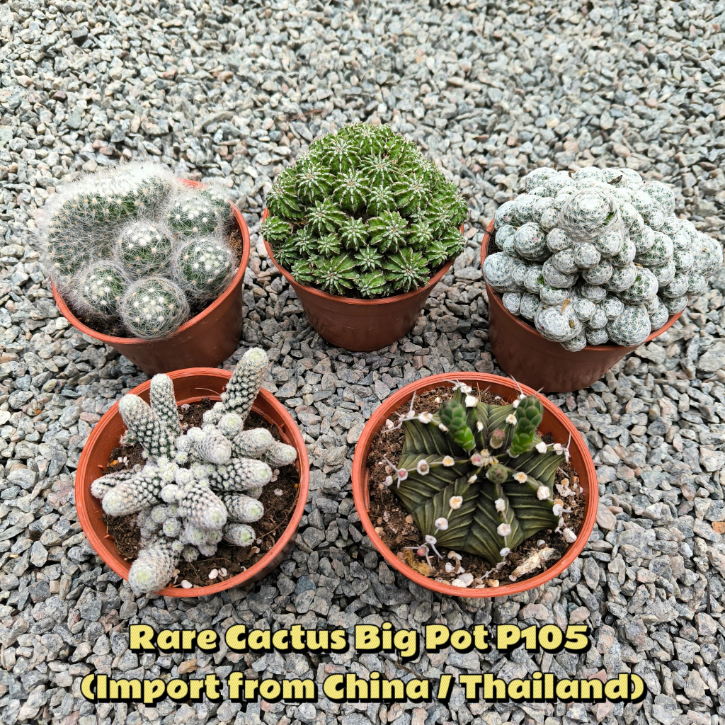 GPS Green Plant Society Rare Cactus BIG P105 (Import from China ...