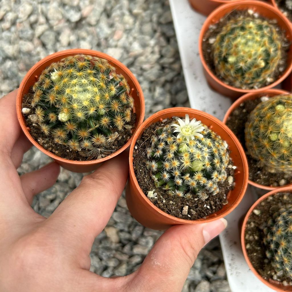 GPS Green Plant Society Live Cactus Type 35 Mammillaria schiedeana 明星 ...