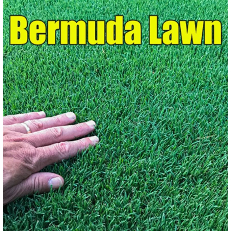 5 gram /700-1000++ benih RUMPUT BERMUDA RUMPUT JAPAN grass seed ...