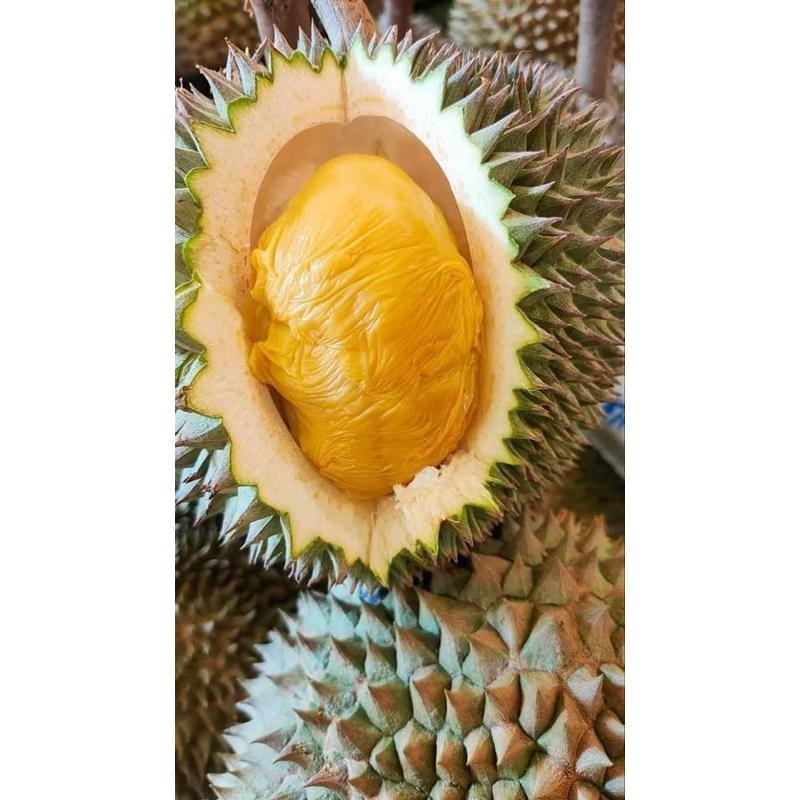 benih pokok durian tangkai panjang | Shopee Malaysia