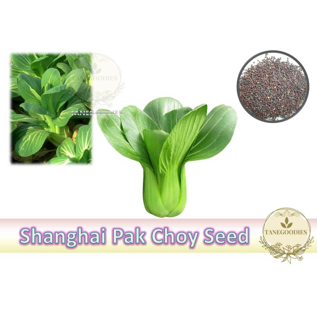 100pc Seed Pak Choy Shanghai Vegetable Vege Biji Benih Sawi Sayur Bok ...