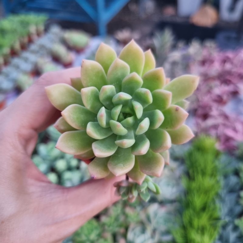 Live succulent plant sedeveria Markus (pot size 5cm) ready stock 多肉植物 马库斯 | Shopee Malaysia