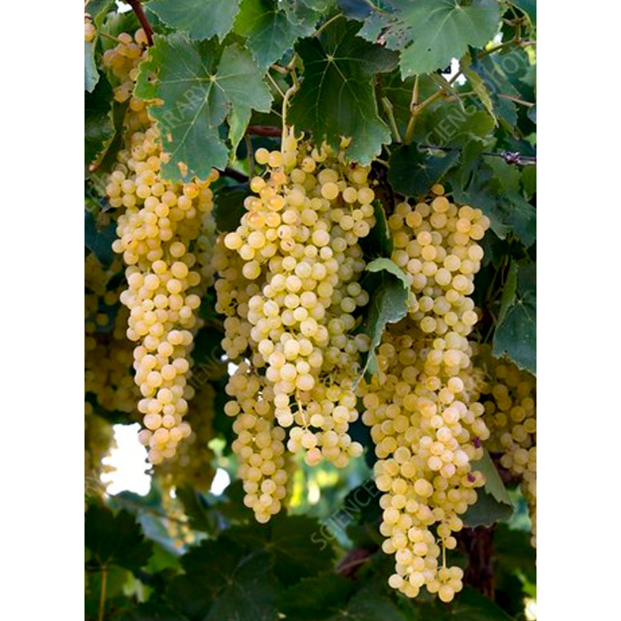 Biji Benih Anggur Merbein Seedless Grape Seed - 10 Seed | Shopee Malaysia