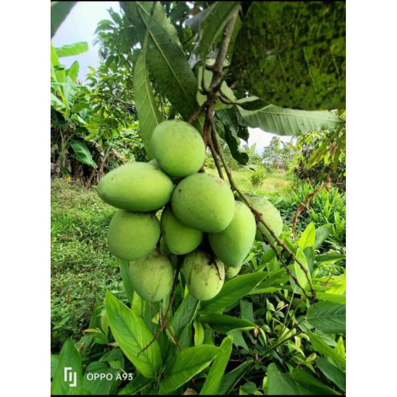 *MANGGA TELUR/BEMBAN MUDA* | Shopee Malaysia