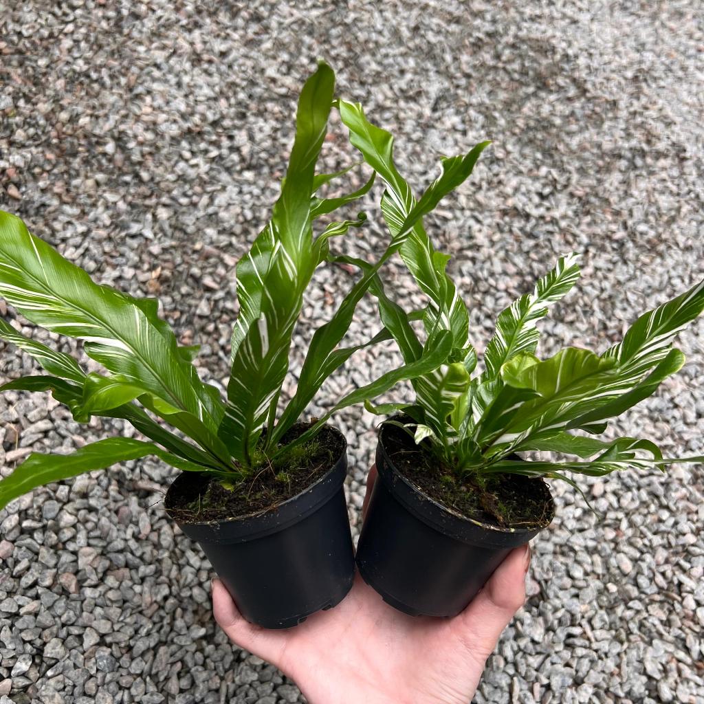GPS Green Plant Society Live Plant Asplenium Fuzzy Variegated Fern 多色 ...