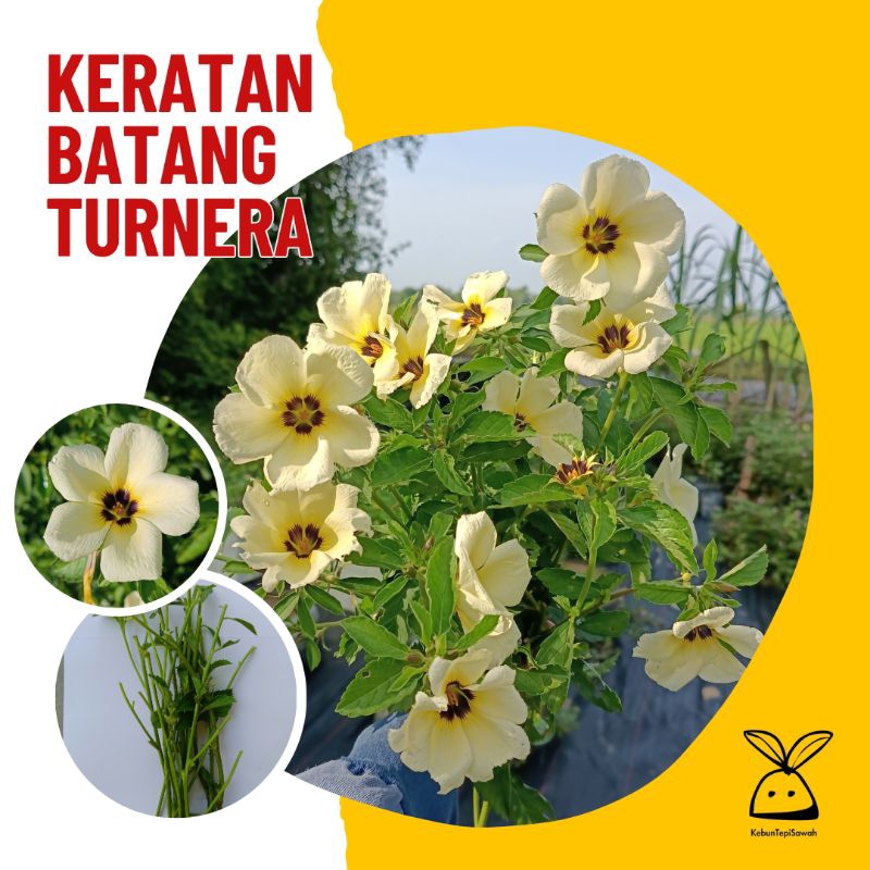 12 keratan batang pokok bunga turnera putih / bunga penghalau babi ...