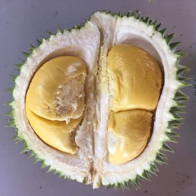 Durian D145 / Mek Hijau/durian Beserah anak pokok | Shopee Malaysia