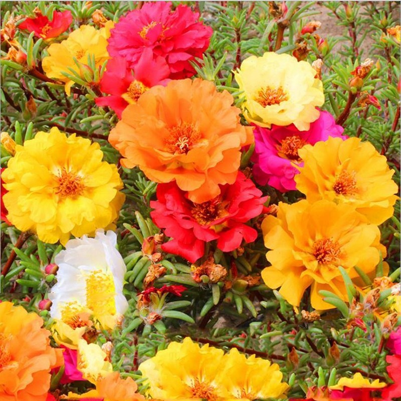 Benih Bunga Ros Jepun Flower Seeds Portulaca Sun Daze Multi-Pelleted ...