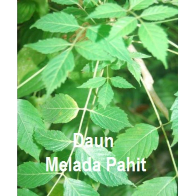 pokok melada pahit.. | Shopee Malaysia