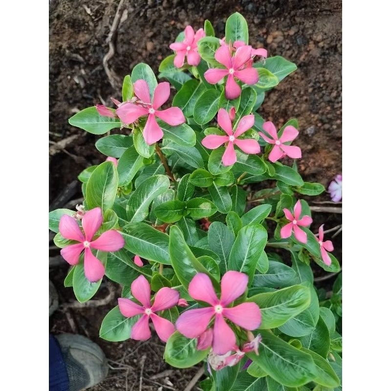 VINCA MERAH 204 OFFGRID HIDAYAH (10 BIJI BENIH) | Shopee Malaysia