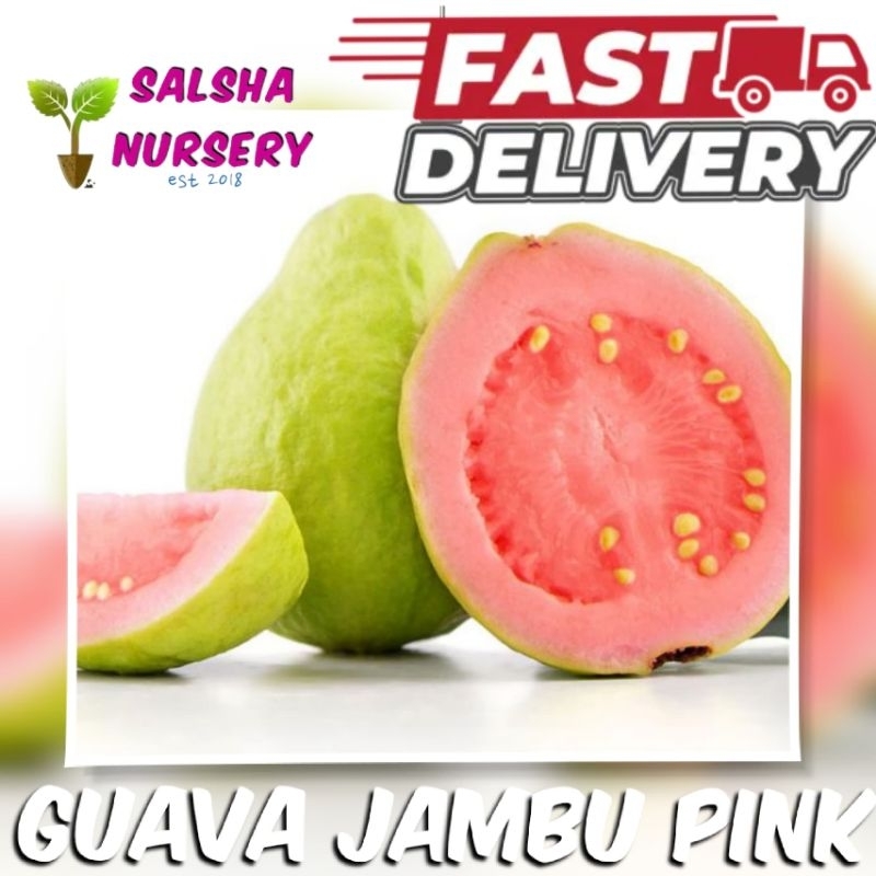 💥🔥 pokok JAMBU BATU PINK cepat berbuah guava plant | Shopee Malaysia