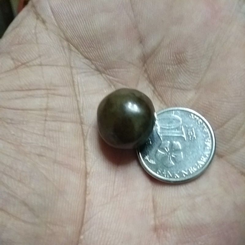 Batu Cincin Fosil BIJI ASAM JAWA(Bulat boleh Belah) | Shopee Malaysia