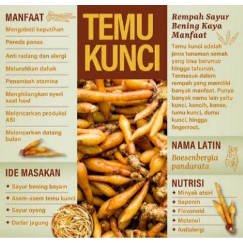 Anak Benih Pokok Temu Kunci/Finger Root (Baik untuk rawatan dalaman ...