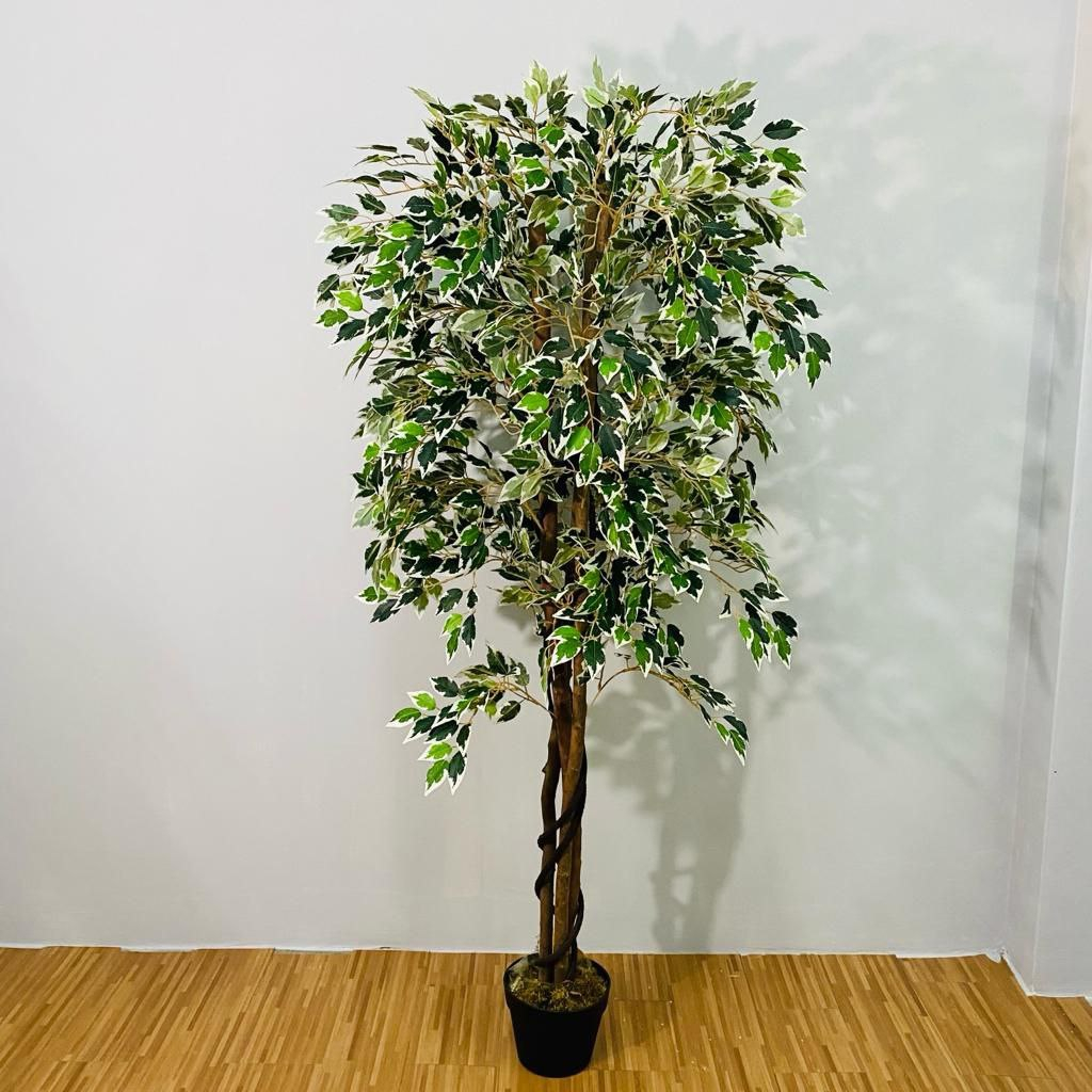 Premium Ficus Banyan Hijau Putih Tree Variegated Leaves Fejka ...