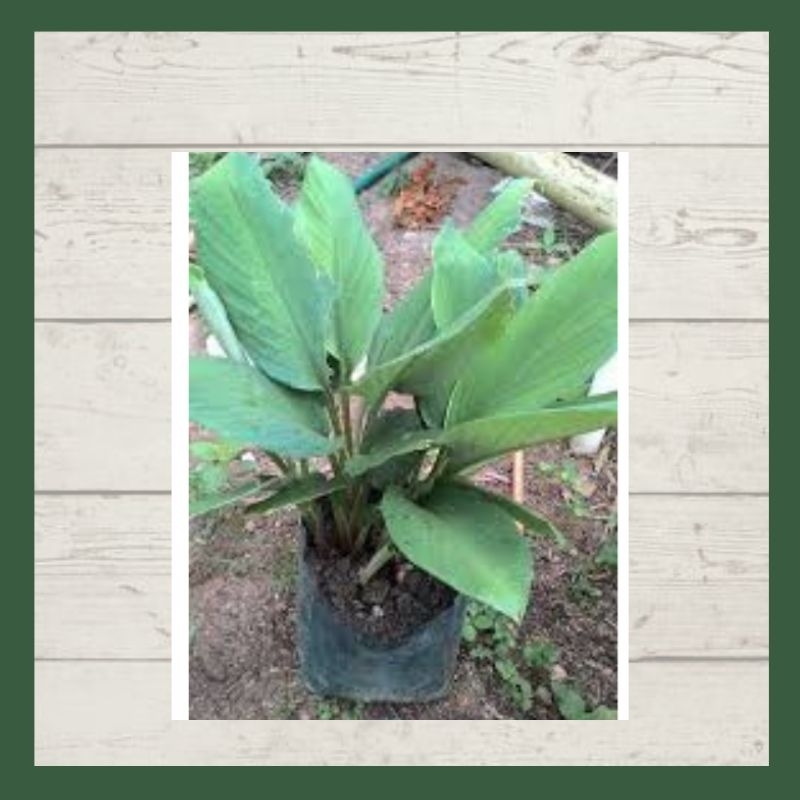 anak pokok temu kunci | Shopee Malaysia