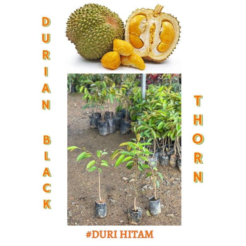 POKOK DURIAN BLACK THORN ( DURI HITAM ) KAWIN THAI CEPAT BERBUAH ...