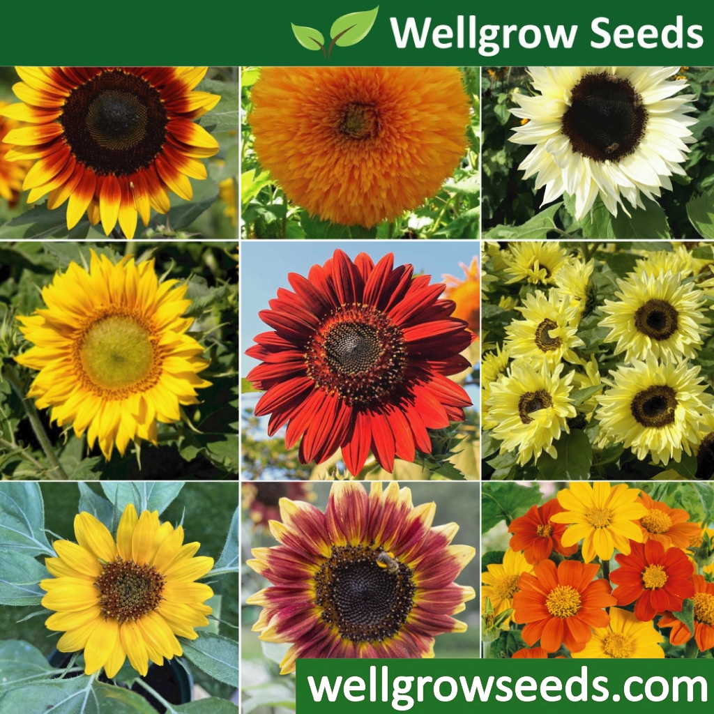 Sunflower seeds Assorted Varieties / Biji Benih Bunga Matahari ...