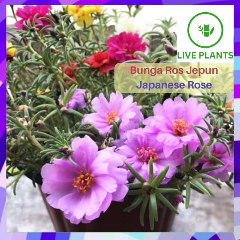 Keratan Batang Bunga Ros Jepun/ Japanese Rose Flower/ Bunga Kembang ...