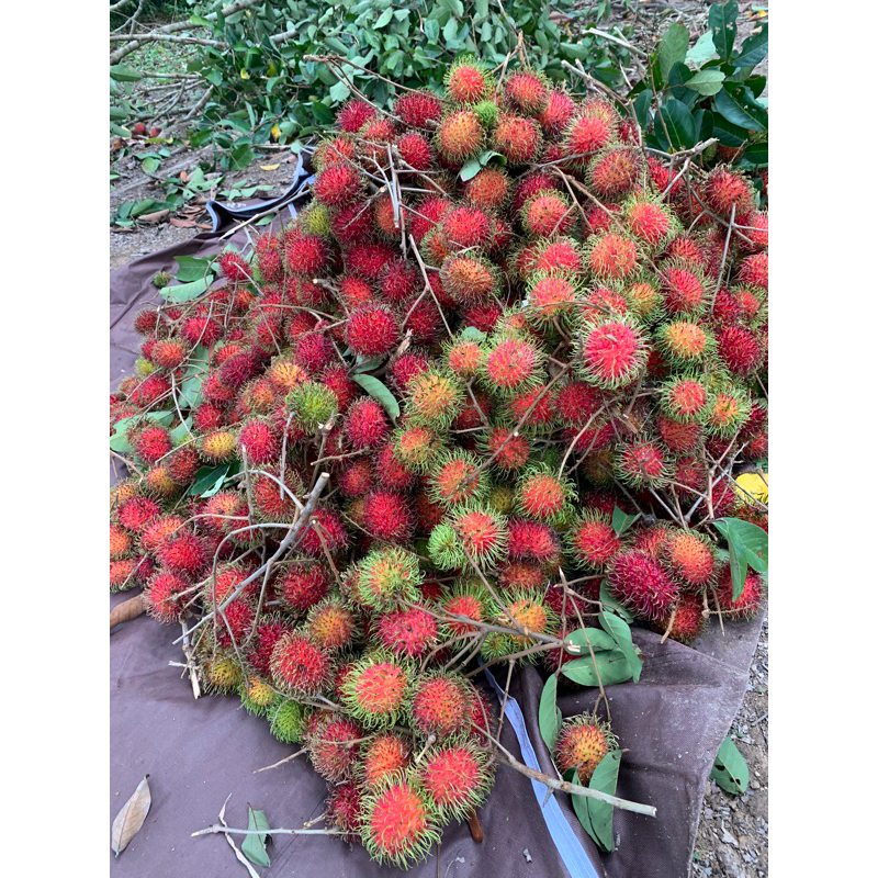 RAMBUTAN MERAH ANAK SEKOLAH SEGAR 3KG & 6KG DARI DUSUN LUBOK BIZ ...