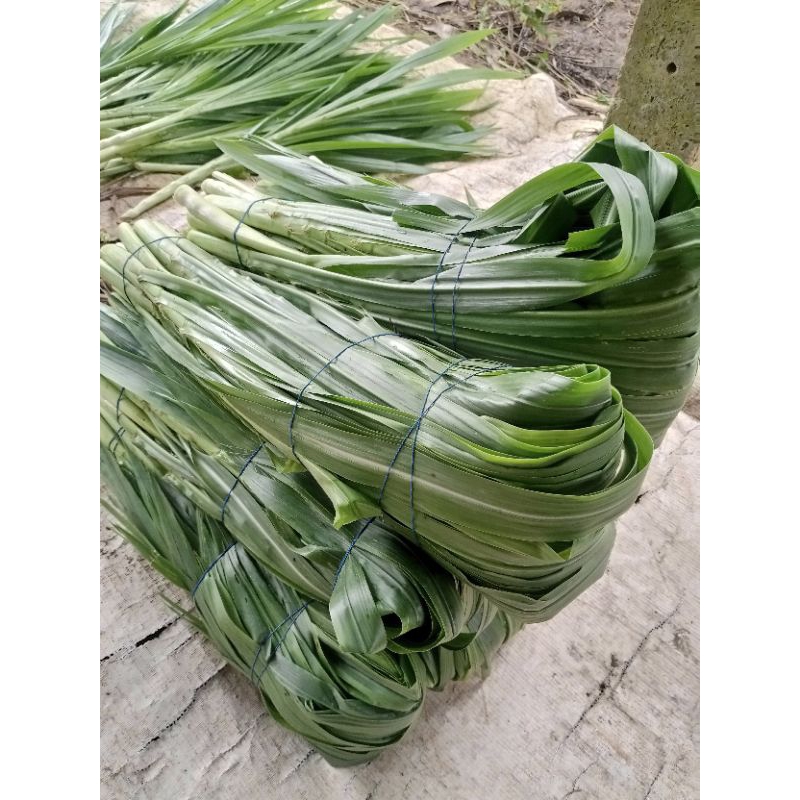 Daun Napier pandan/Australian dwarf (box packaging ) 1kg for pets ...