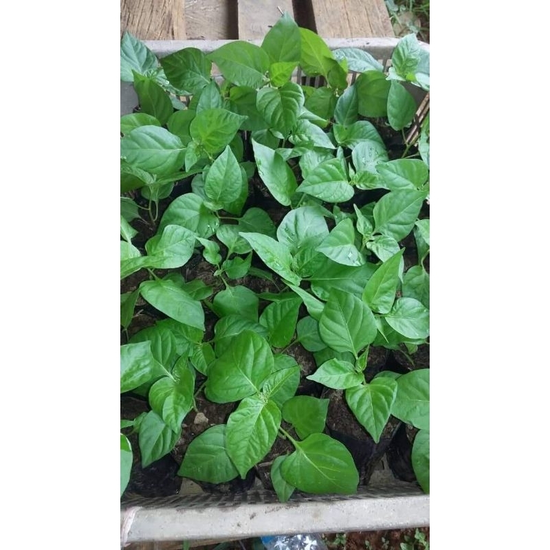 10 BIBIT LADA PUTIH, ANAK POKOK LADA PUTIH PADAS | Shopee Malaysia