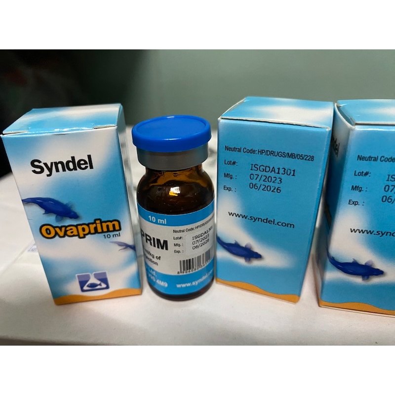 Free Needle Wholesale (Exp: 06/2026) Latest New Batch Fish Spawning ...