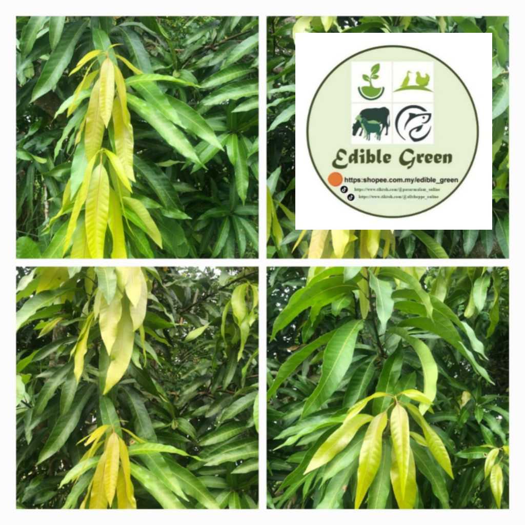 50 GM Daun Mangga (Mangifera Indica) Organik Fresh Dari Kebun Untuk ...