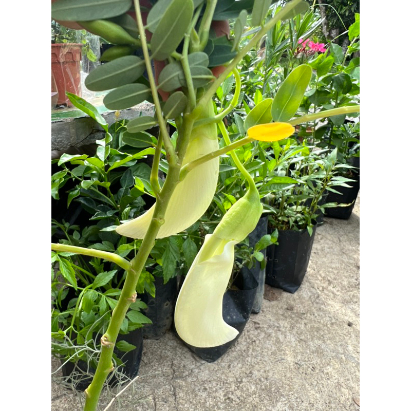 Turi Putih - Bunga Turi Putih | Shopee Malaysia