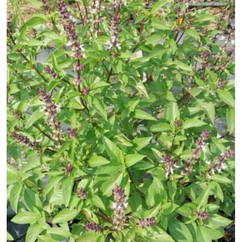 biji benih selasih. Basil Thai seeds. benih berkualiti tinggi. | Shopee ...