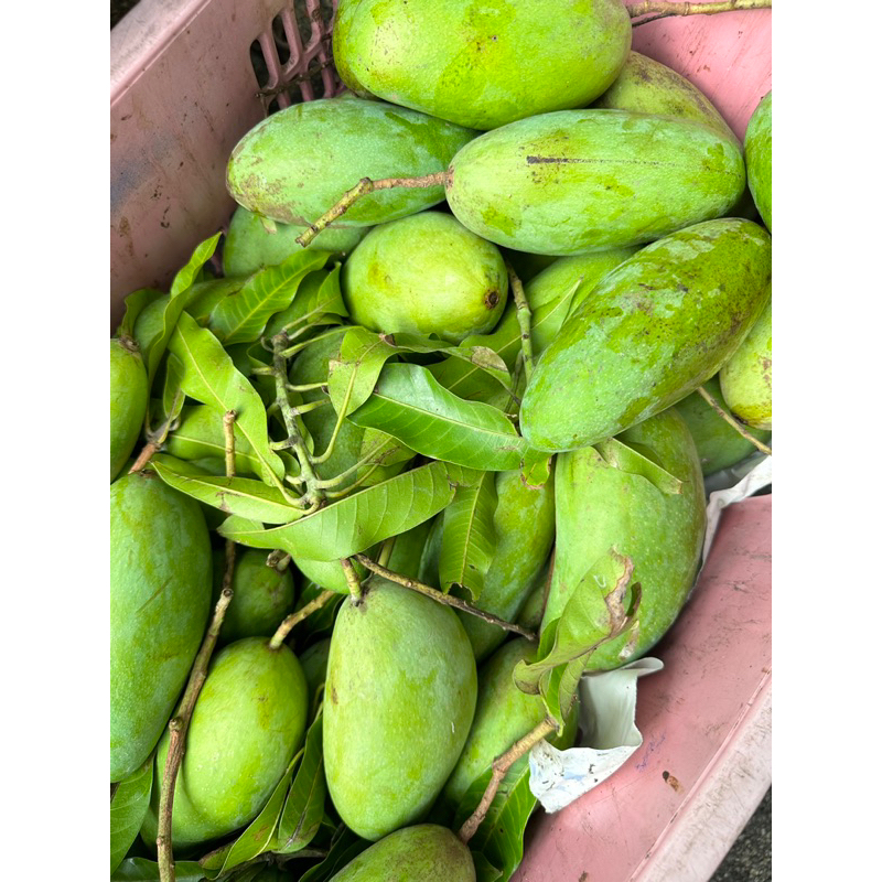 BUAH MANGGA LEMAK MUDA | PAUH LEMOK PUTIK | MANGGA ASAM BOI | MEMPELAM ...