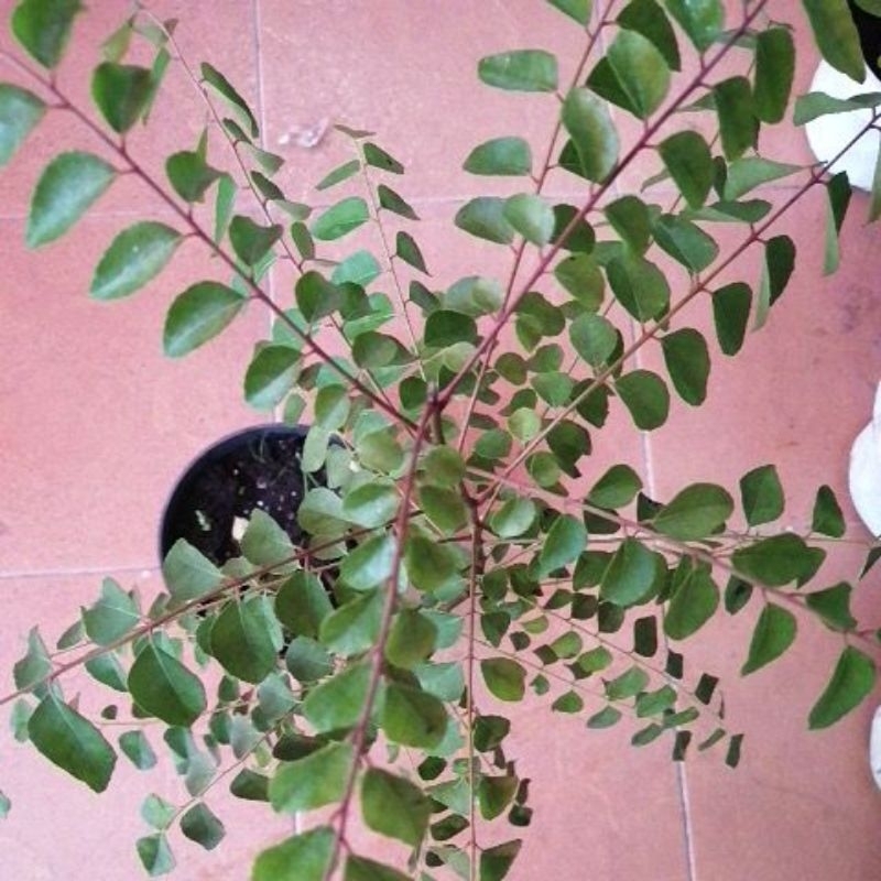 Pokok besar Daun Kari batang merah wangi urat merah curry leaf tree ...