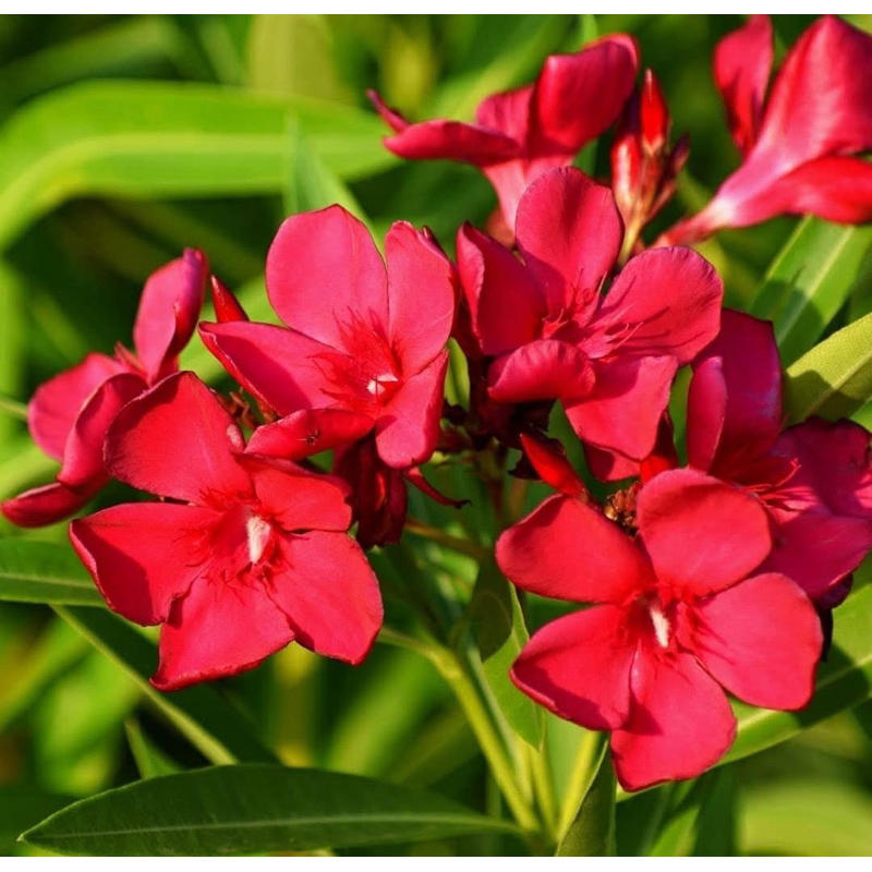 Pokok bunga oleander warna merah, putih, kuning, pink | Shopee Malaysia