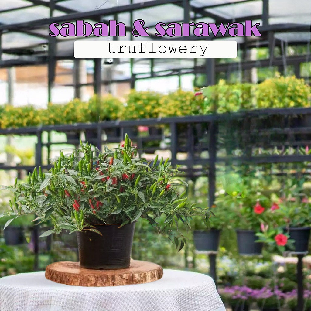 Chili Plant Hot/ Pokok Cili Api 辣椒树 Live Plant/ Cili Padi | Shopee Malaysia