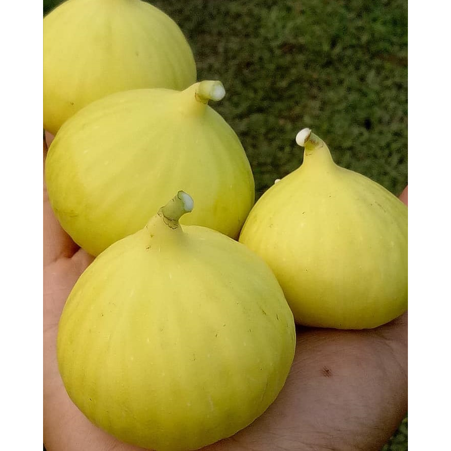 Anak Pokok Tin Mei Li Ya/Meiliya Super Stabil | Shopee Malaysia