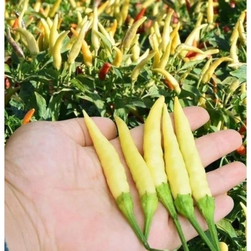 C13 Benih Cili Padi Kuning (12+/- ) Bird's Eye Chili Pepper Seeds ...