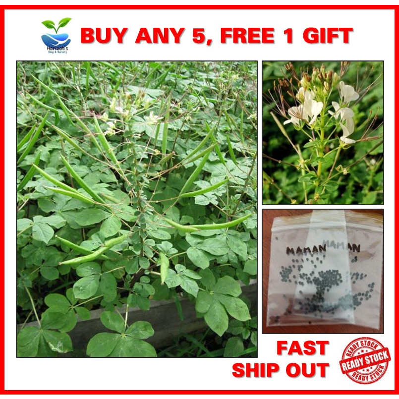 100-300 biji benih MAMAN BUNGA PUTIH buat sayur jeruk / masak lemak ...