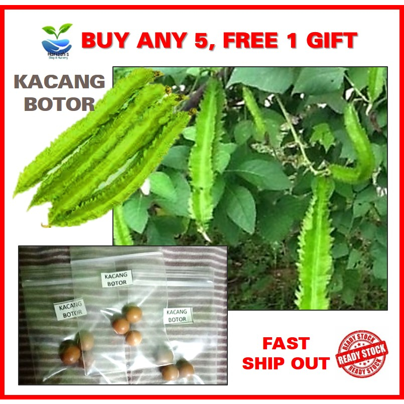 3-4 biji benih KACANG BOTOR / pokok kacang botol kelisa kecipir winged ...