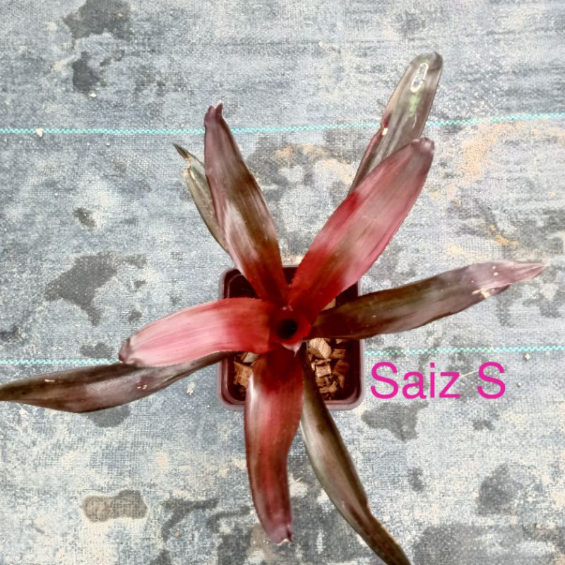 Bromeliad Neoregelia Maria | Shopee Malaysia