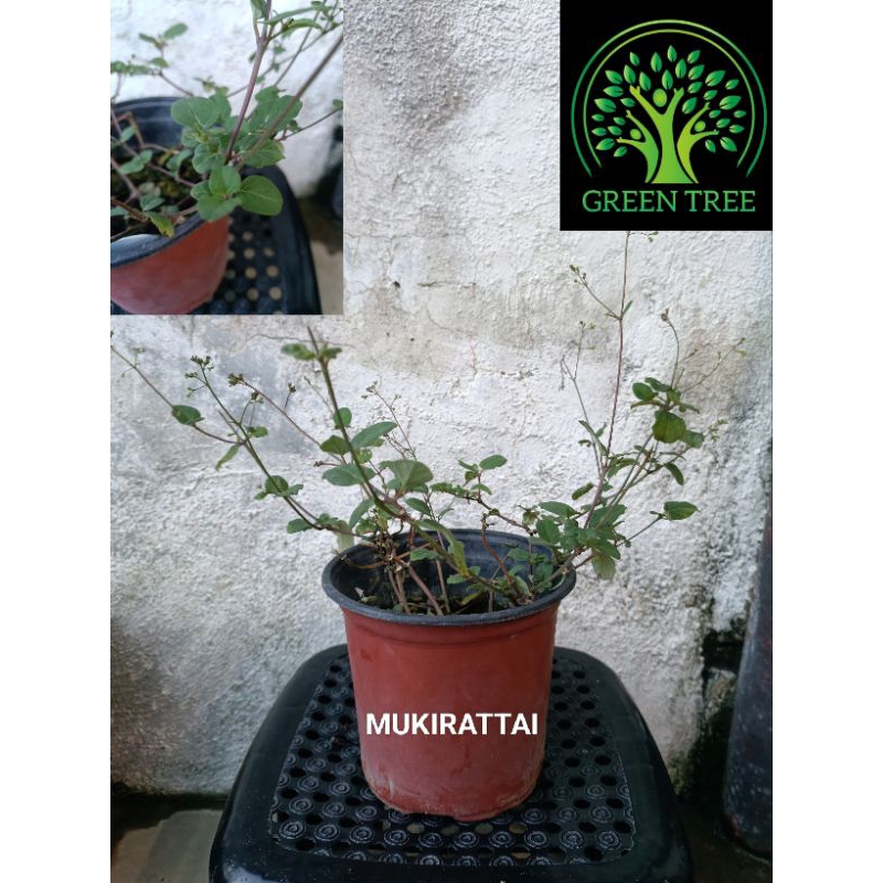 Mukkirattai Plant ( Live Plant) | Shopee Malaysia