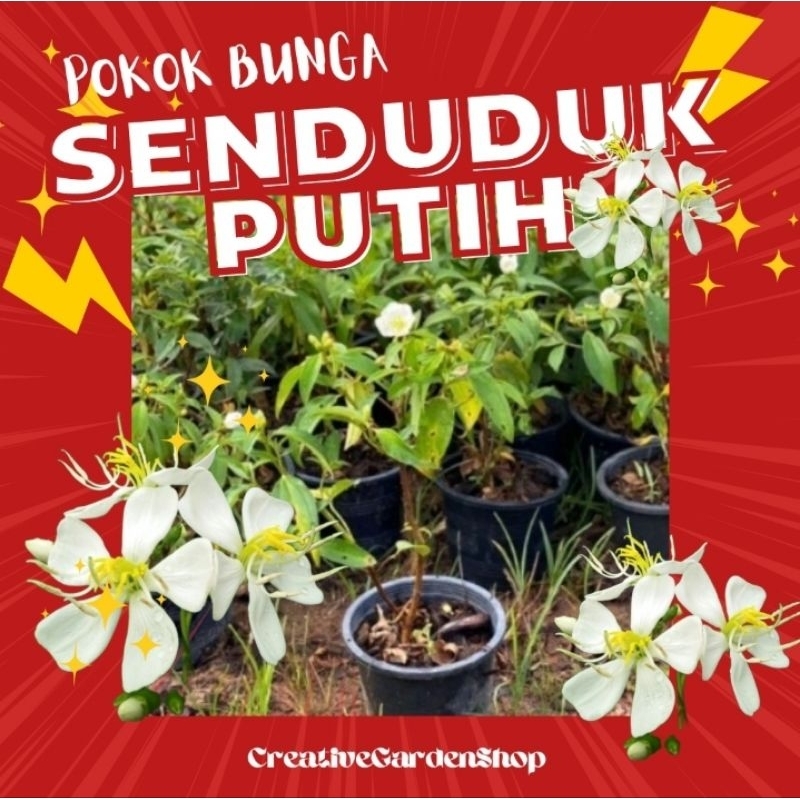 Pokok Senduduk Putih/Keduduk putih thai murah | Shopee Malaysia